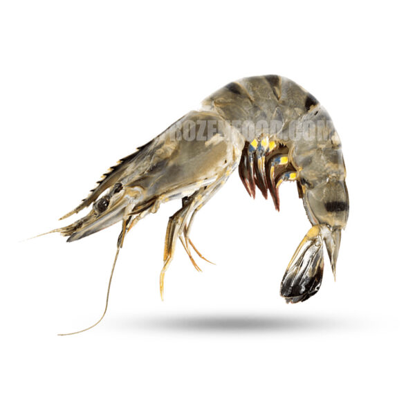 CCP SABAH TIGER HEAD ON (K) - Frozen Food Best Priced Quality Delivery ...